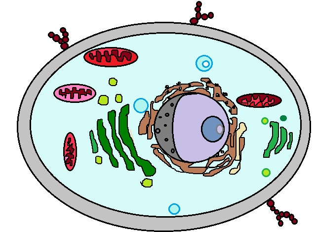 THE CELL THEORY - BiologyBiology