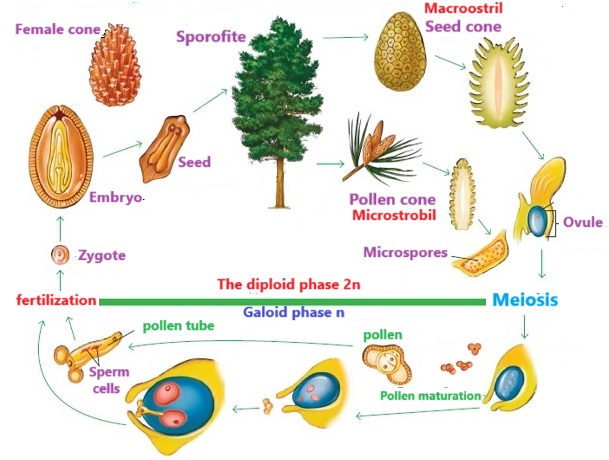 Division: Gymnosperms - BiologyBiology
